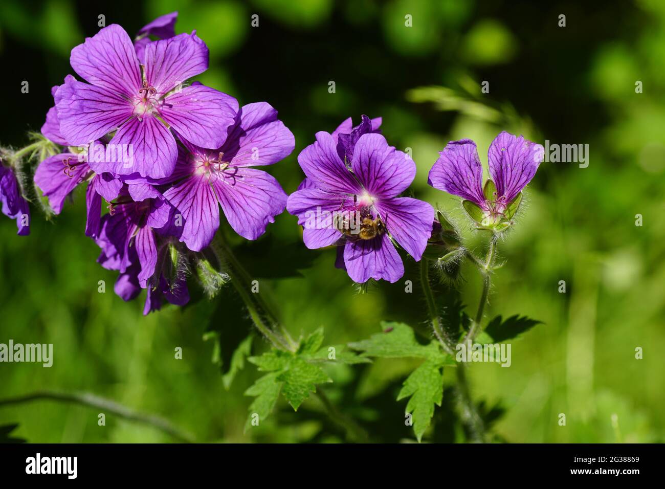 Purple Cranesbill, Geranium magnificum. Family Geraniaceae and a estern ...