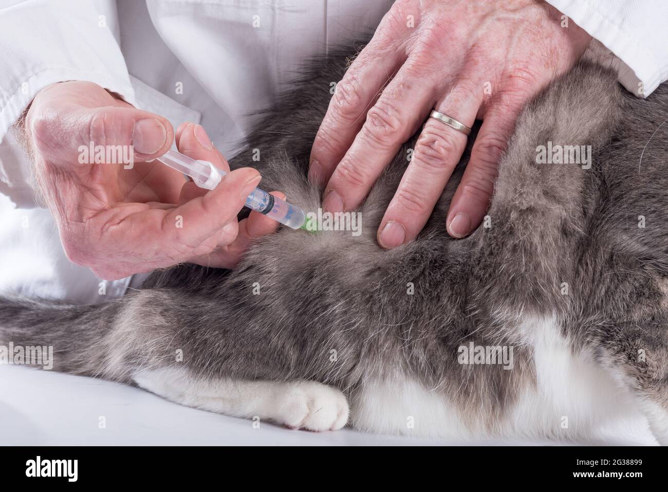 Veterinarian giving an injection to a cat Stock Photo - Alamy