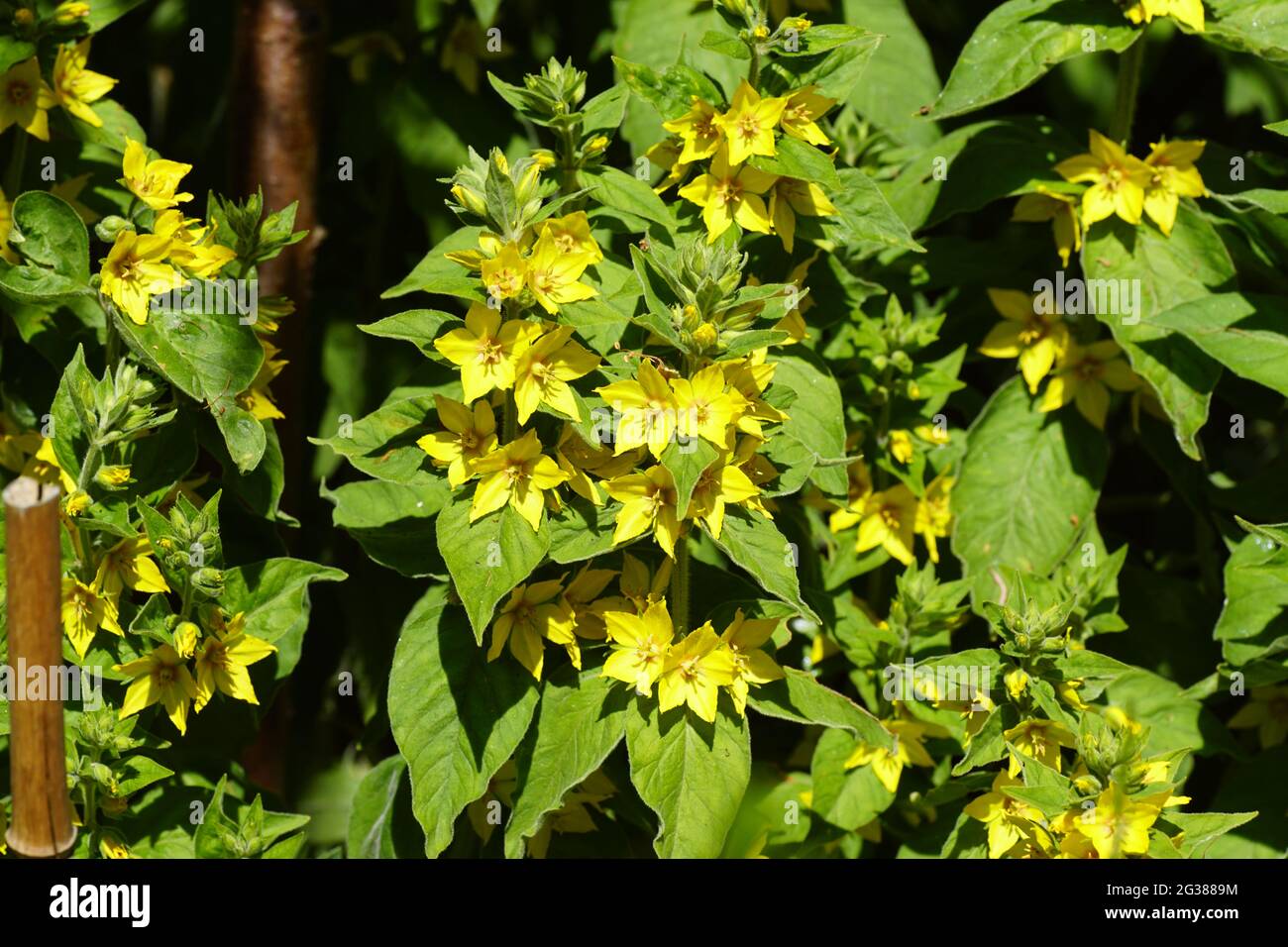 Flowering Yellow loosestrife, circle flower (Lysimachia punctata ...