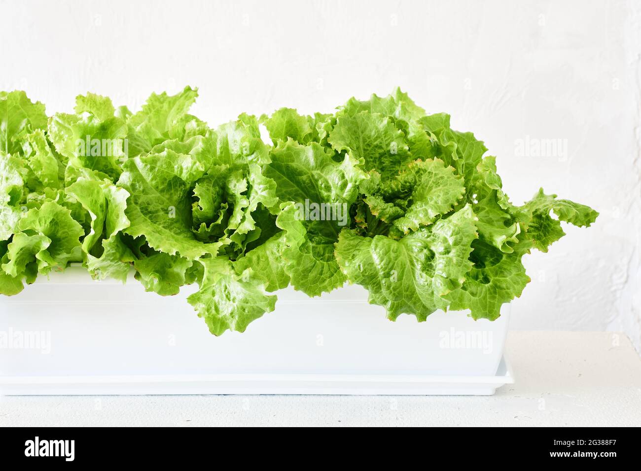 Herb planter box hi-res stock photography and images - Alamy