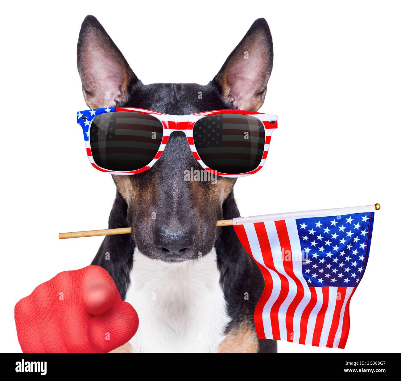 bull terrier waving a flag of usa and victory or peace fingers on ...