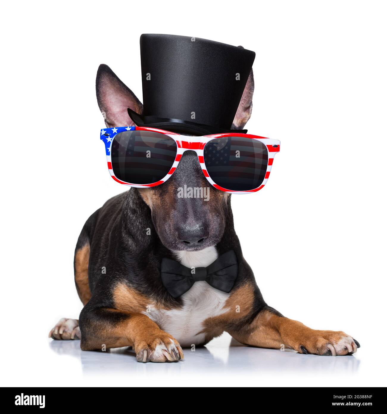 bull terrier waving a flag of usa and victory or peace fingers on ...