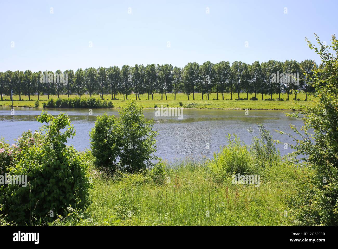 View over agriculture field and river maas on poplar trees in a row in ...