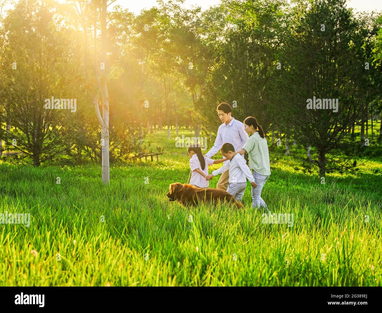 Happy family of four walking dogs in the park high quality photo Stock ...