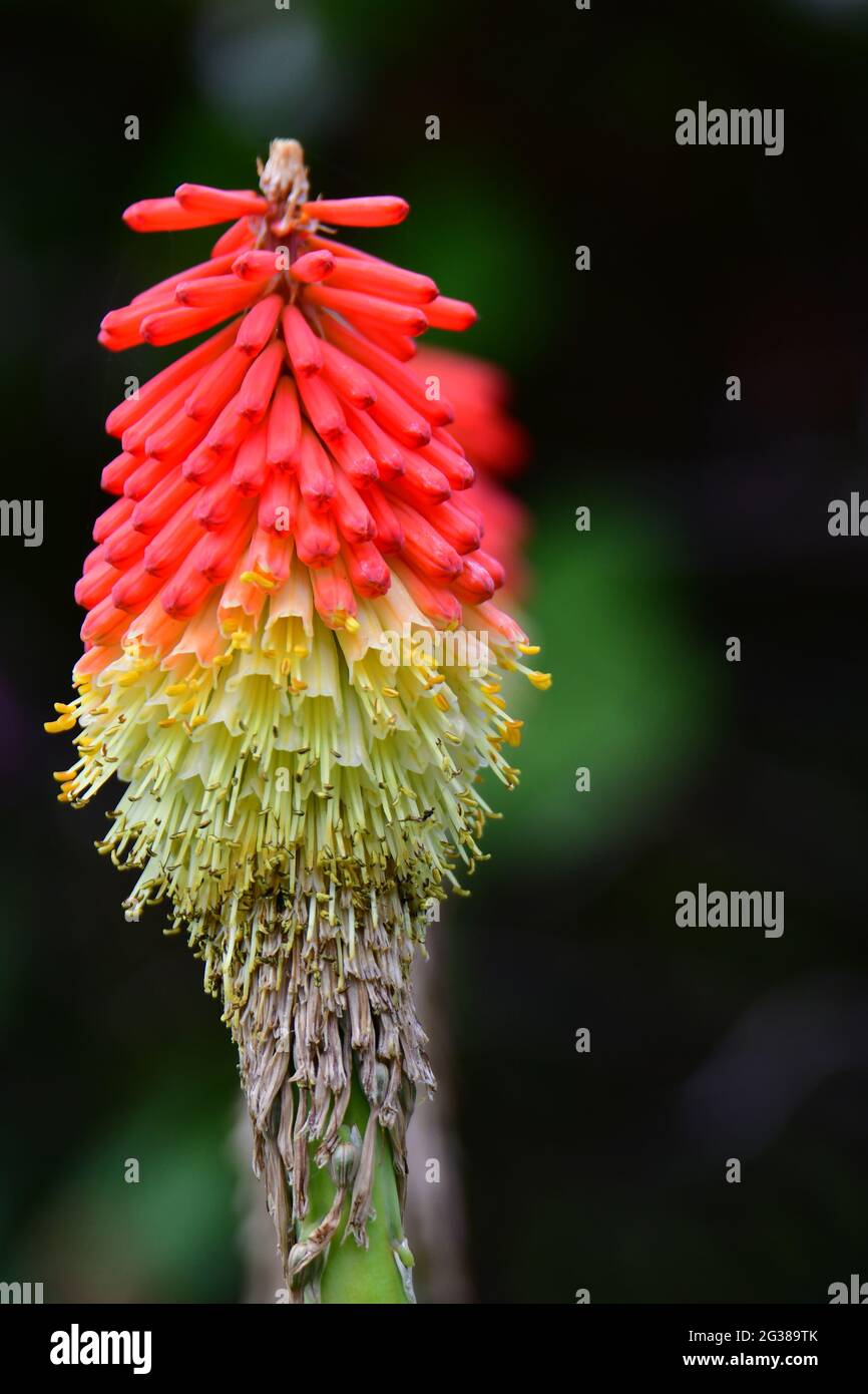UK.Flowers of many different varieties are seen in a park in Clevedon ...