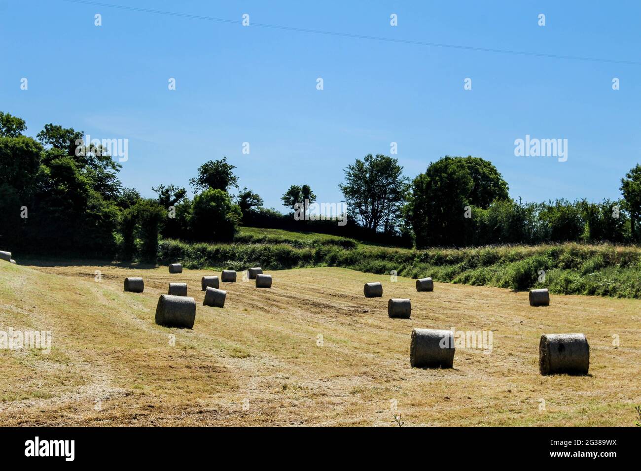 Hay Bail in the field Stock Photo - Alamy