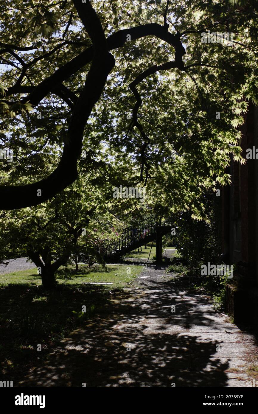 Sun shadows casting through tree branches Stock Photo - Alamy