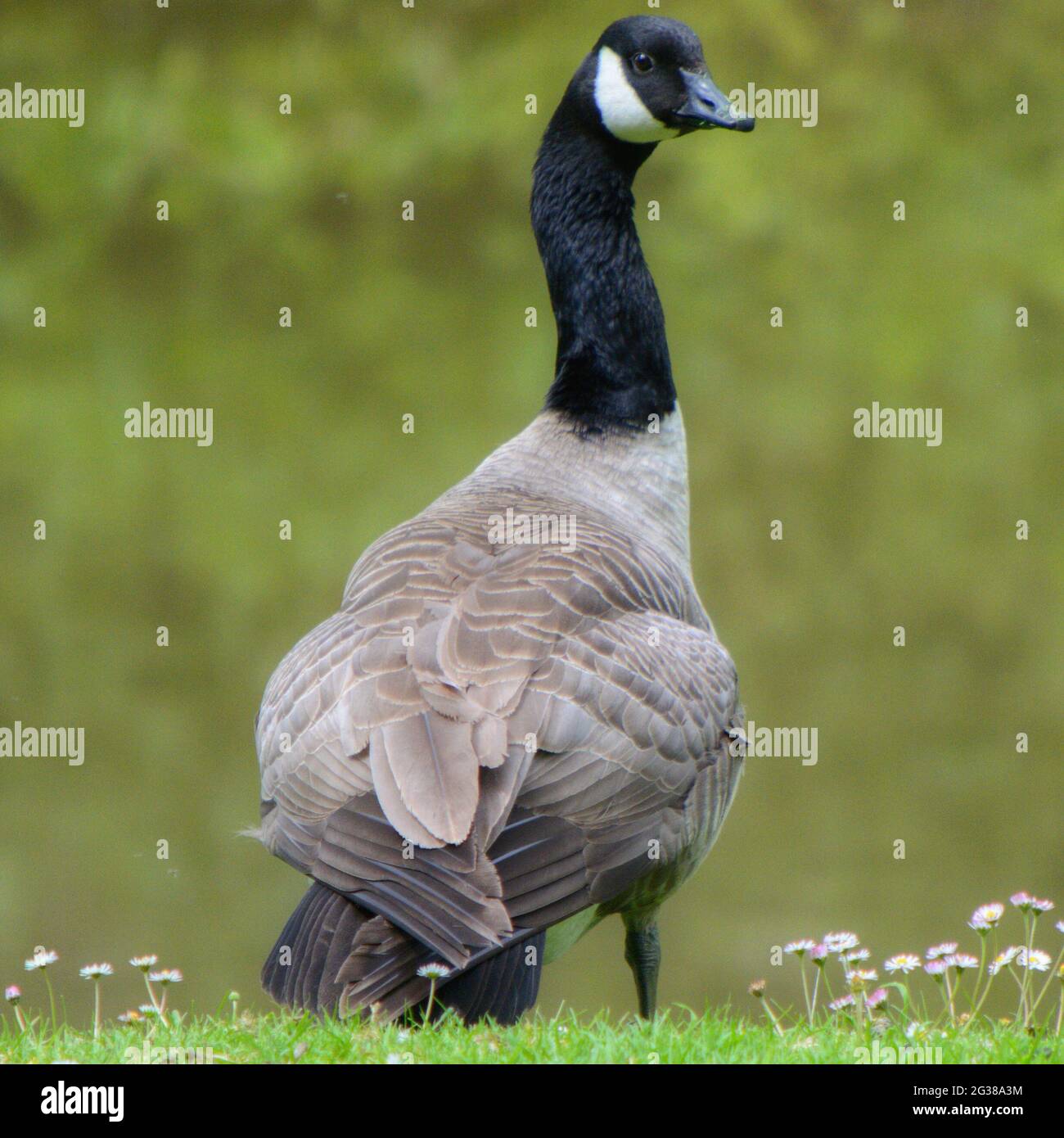 English wildlife hi-res stock photography and images - Alamy