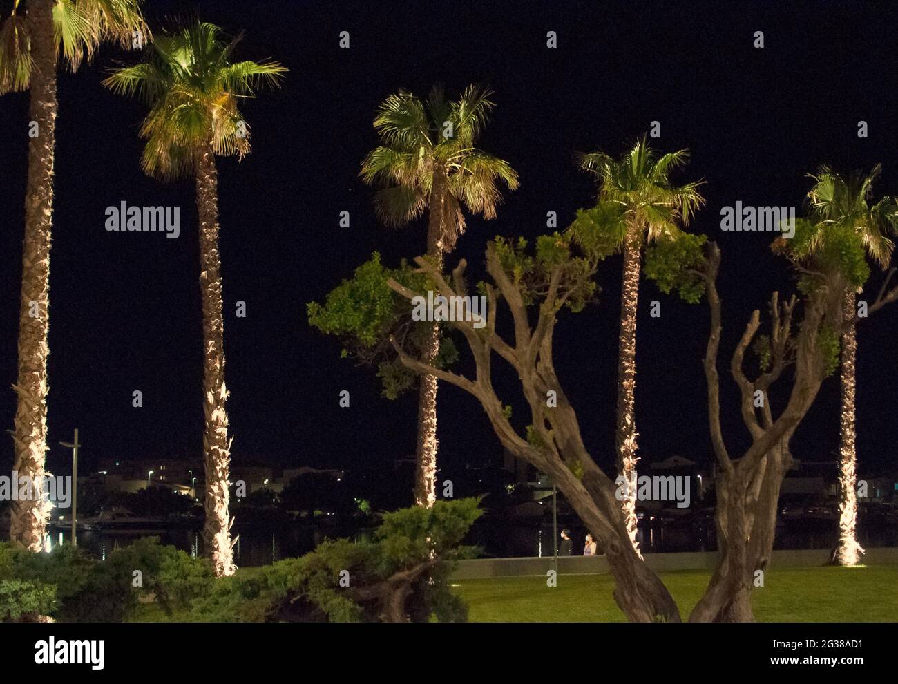 Palm trees in a park at night Stock Photo - Alamy