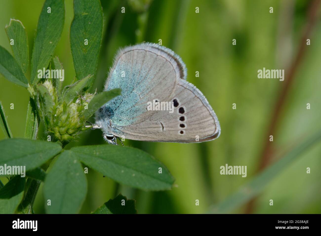 Green-underside blue (Glaucopsyche alexis Stock Photo - Alamy