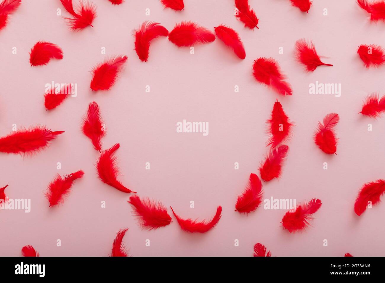 Red feathers pattern on pink color background. Frame made of soft bird ...