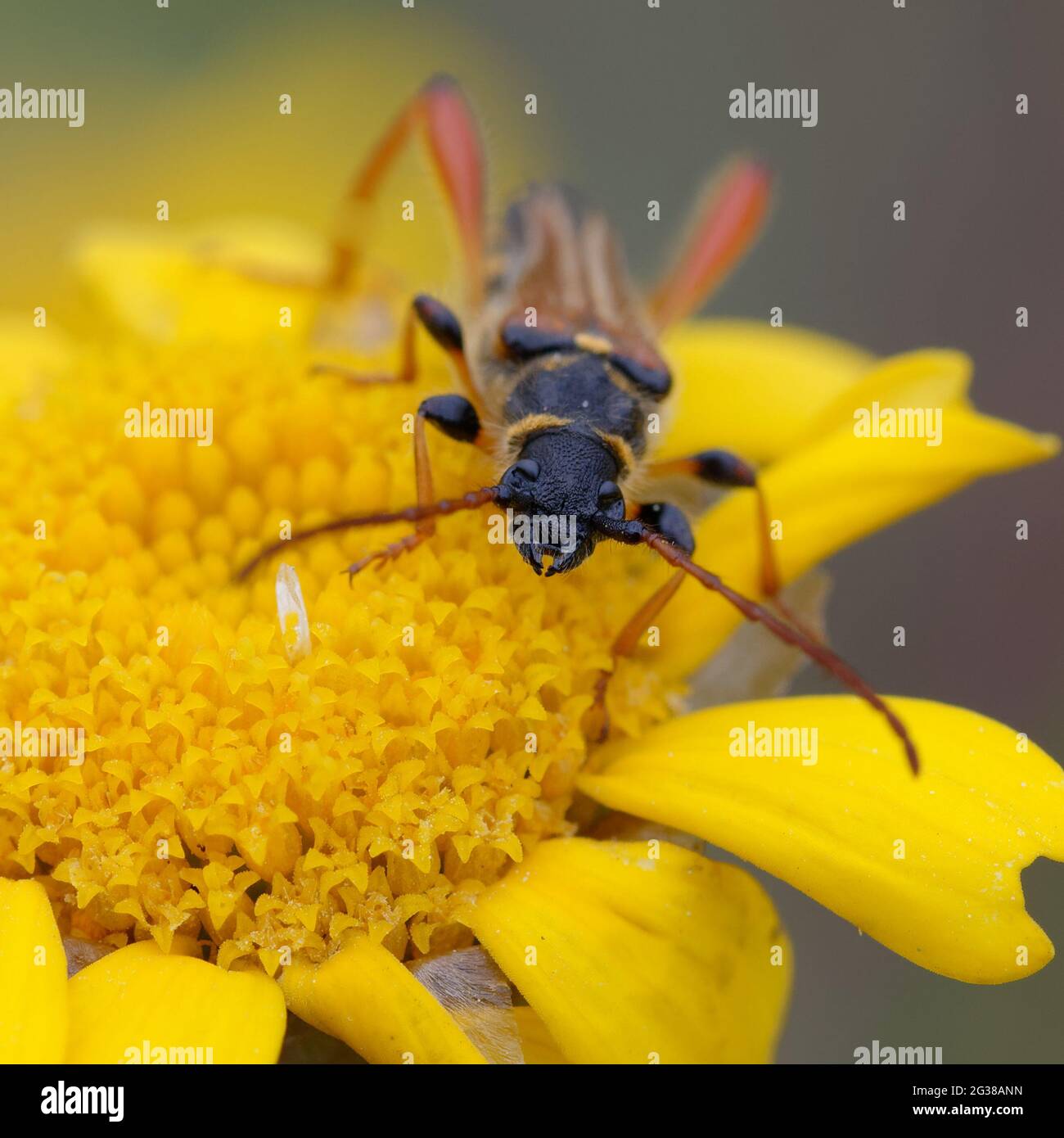 Stenopterus rufus stenopterus rufus hi-res stock photography and images ...