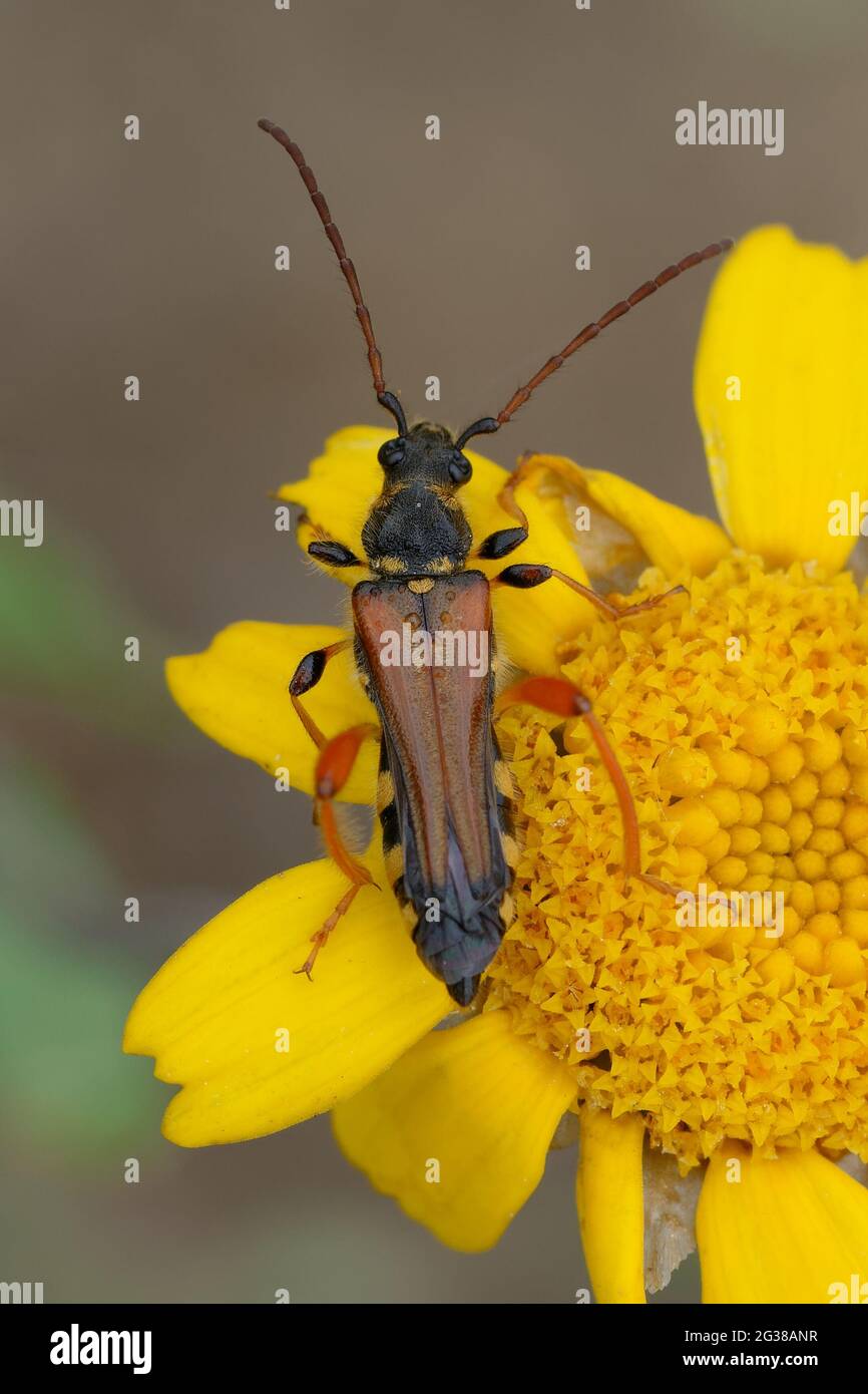 Stenopterus rufus stenopterus rufus hi-res stock photography and images ...