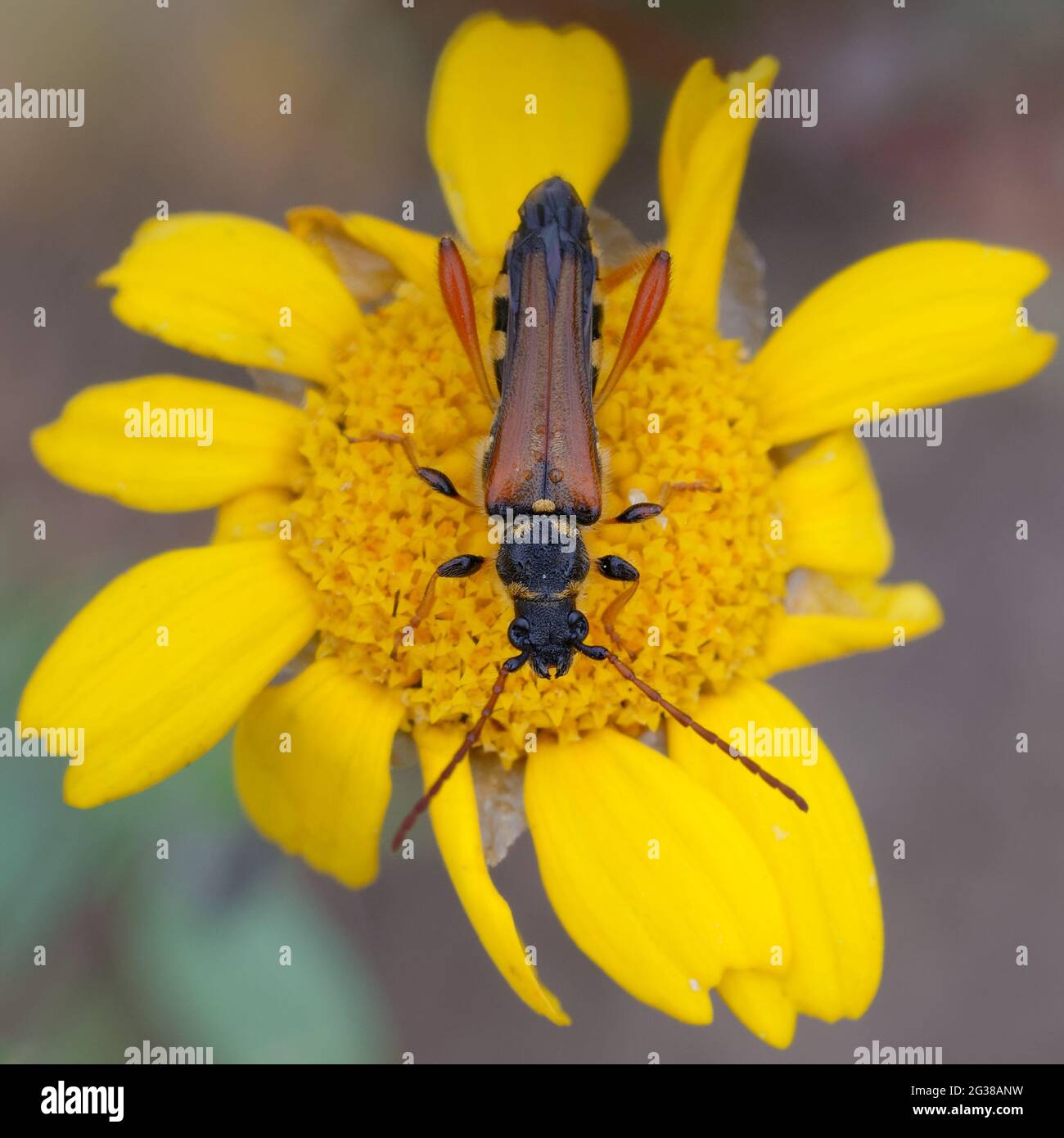 Round-necked longhorn (Stenopterus rufus) on a flower Stock Photo - Alamy