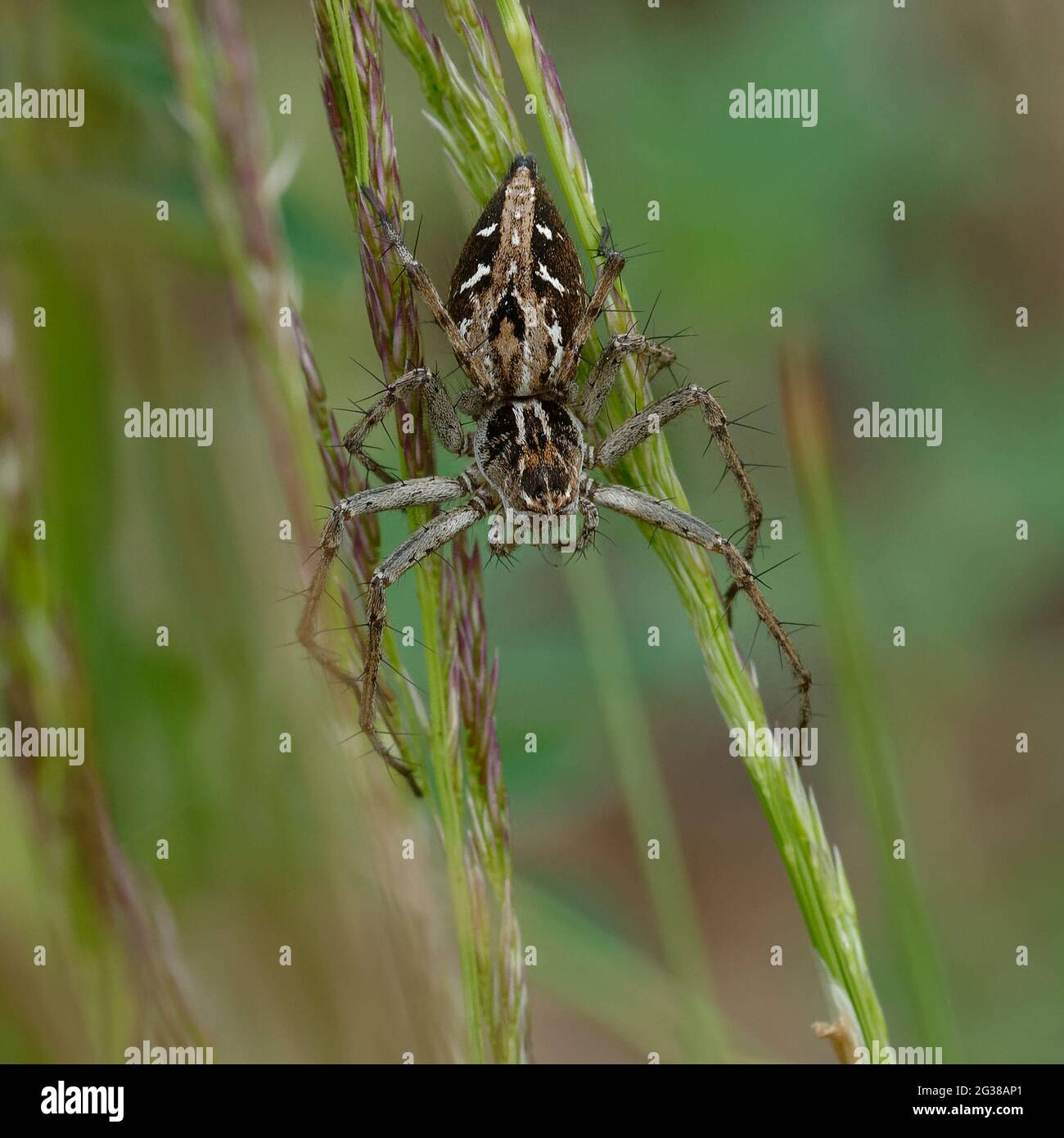 Lynx spider (Oxyopes heterophthalmus Stock Photo - Alamy