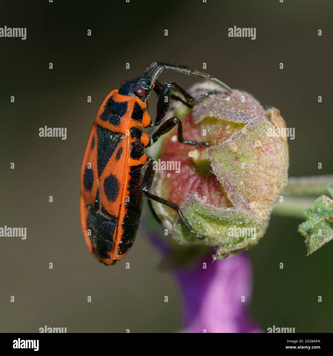 Firebug flower hi-res stock photography and images - Alamy