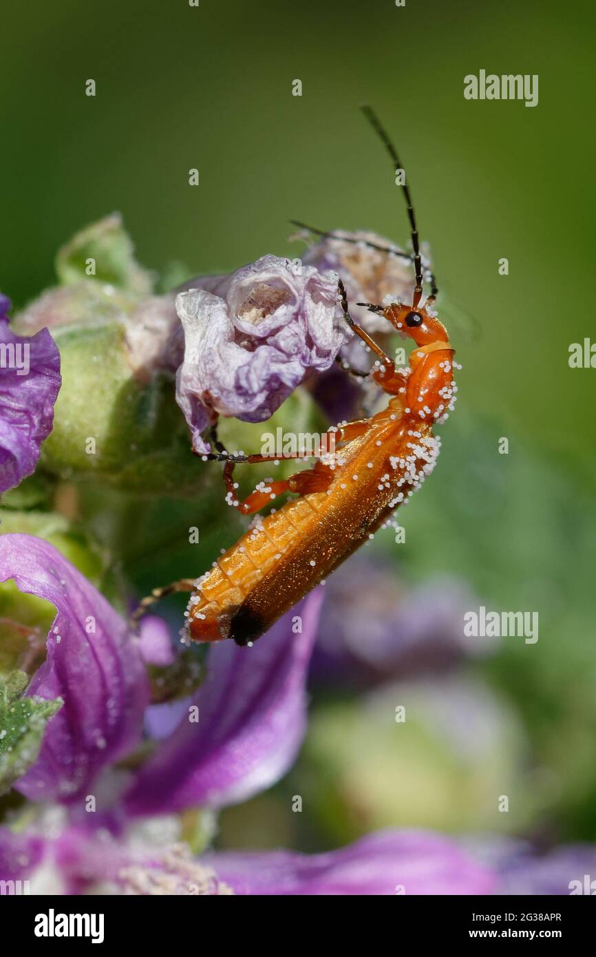 Common red soldier beetle or Bloodsucker beetle or Hogweed Bonking ...