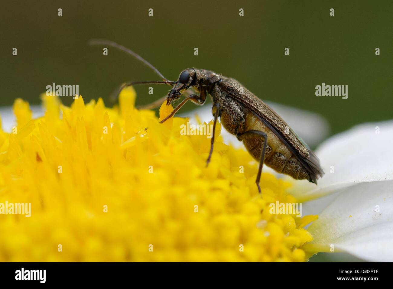 Oedemera beetle oedemera flavipes hi-res stock photography and images ...