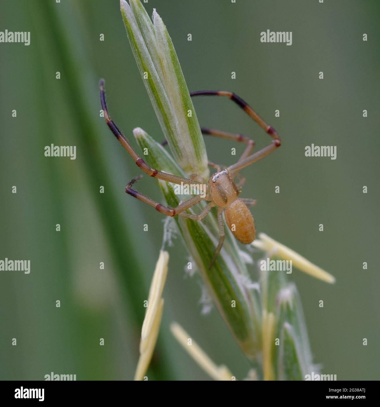 Runcinia grammica hi-res stock photography and images - Alamy