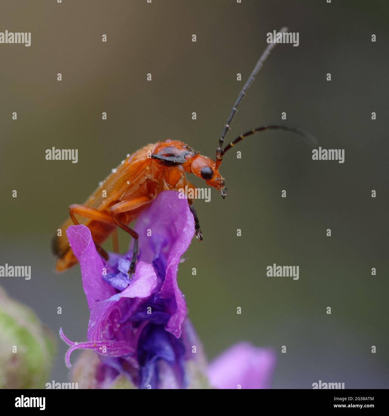 Common red soldier beetle or Bloodsucker beetle or Hogweed Bonking ...