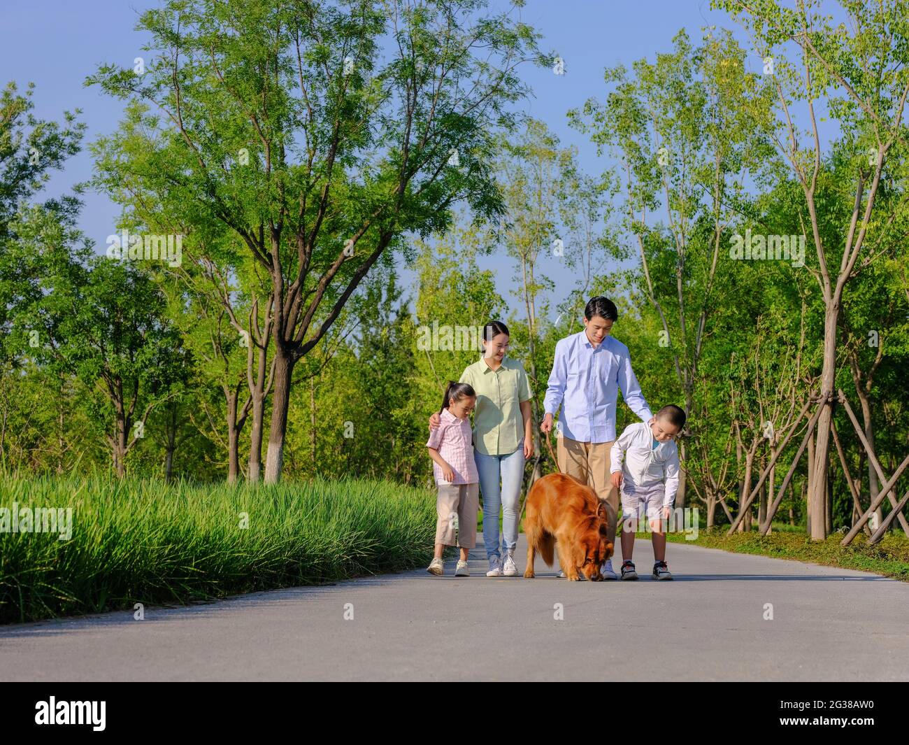 Happy family of four walking dogs in the park high quality photo Stock ...