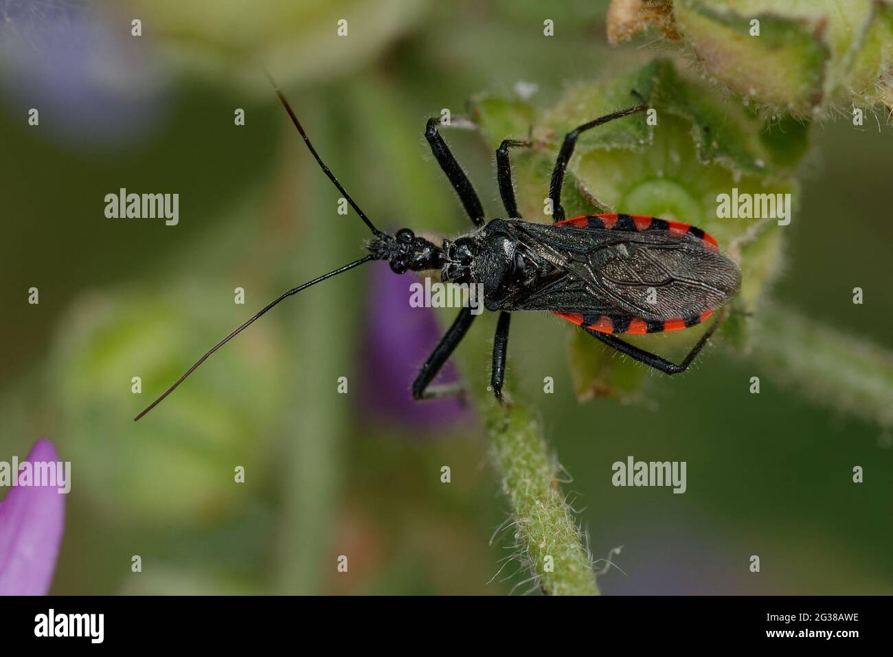 Assassin bug (Sphedanolestes sanguineus) on a leaf Stock Photo - Alamy