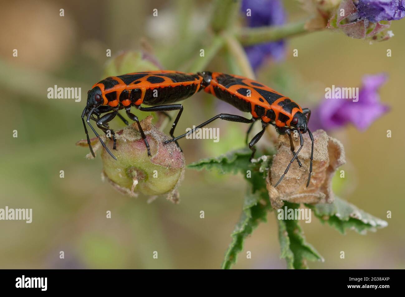 Mating of Firebugs (Pyrrhocoris apterus Stock Photo - Alamy