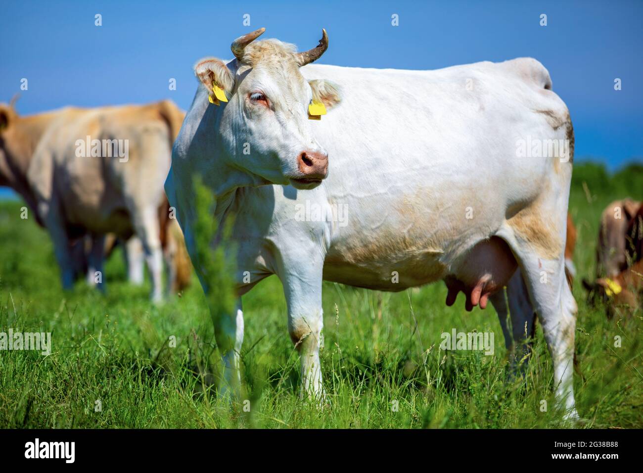 White cow on grassland hi-res stock photography and images - Alamy