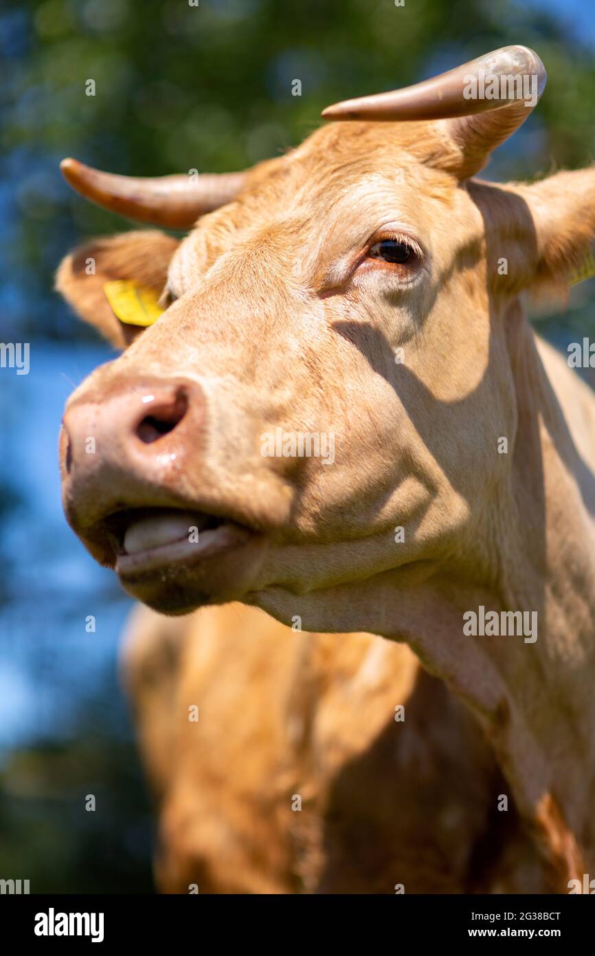 Portrait of a brown cow on a meadow Stock Photo - Alamy