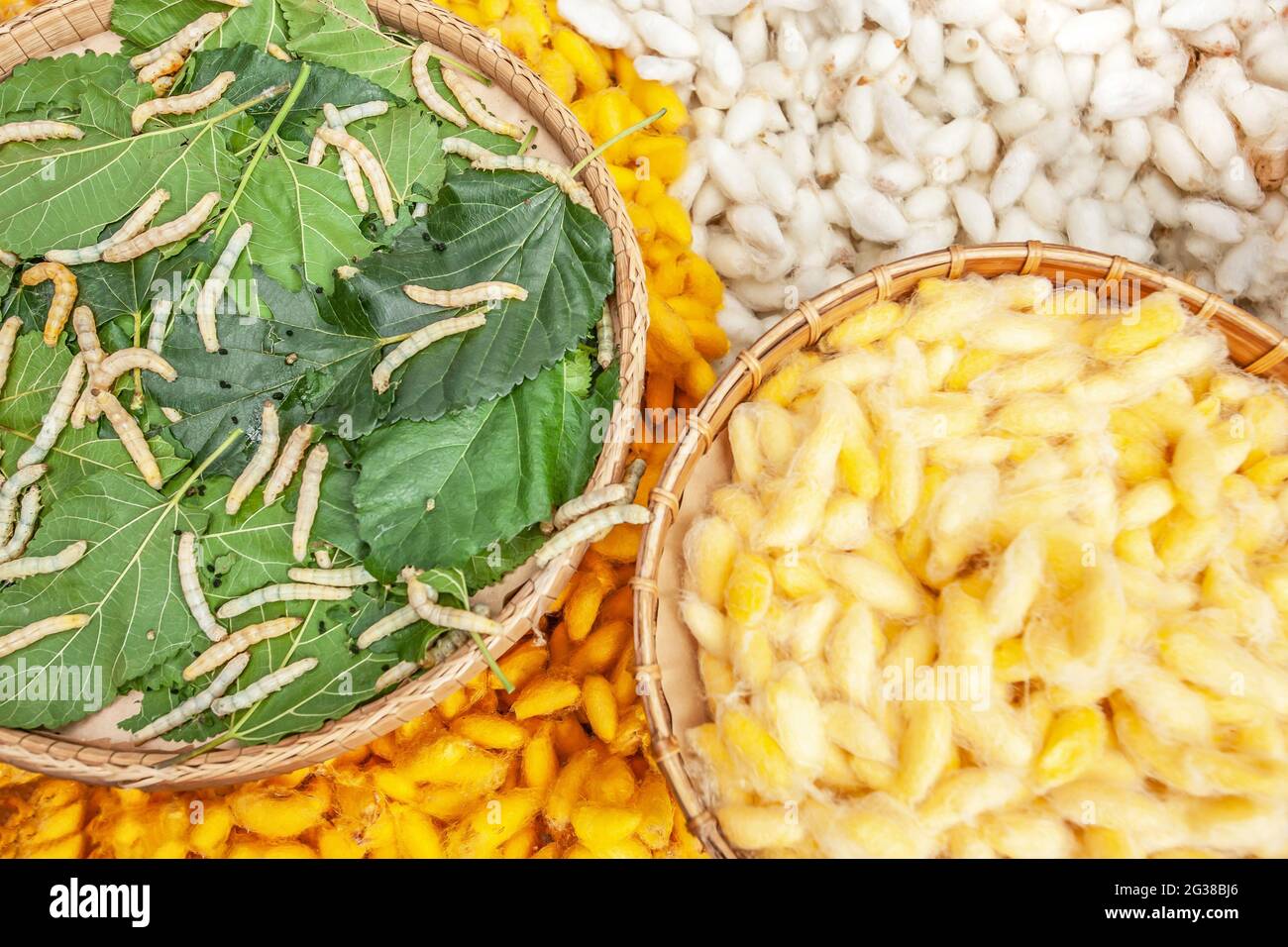 Silkworms feed on mulberry leaves and golden worm cocoons on the bamboo ...