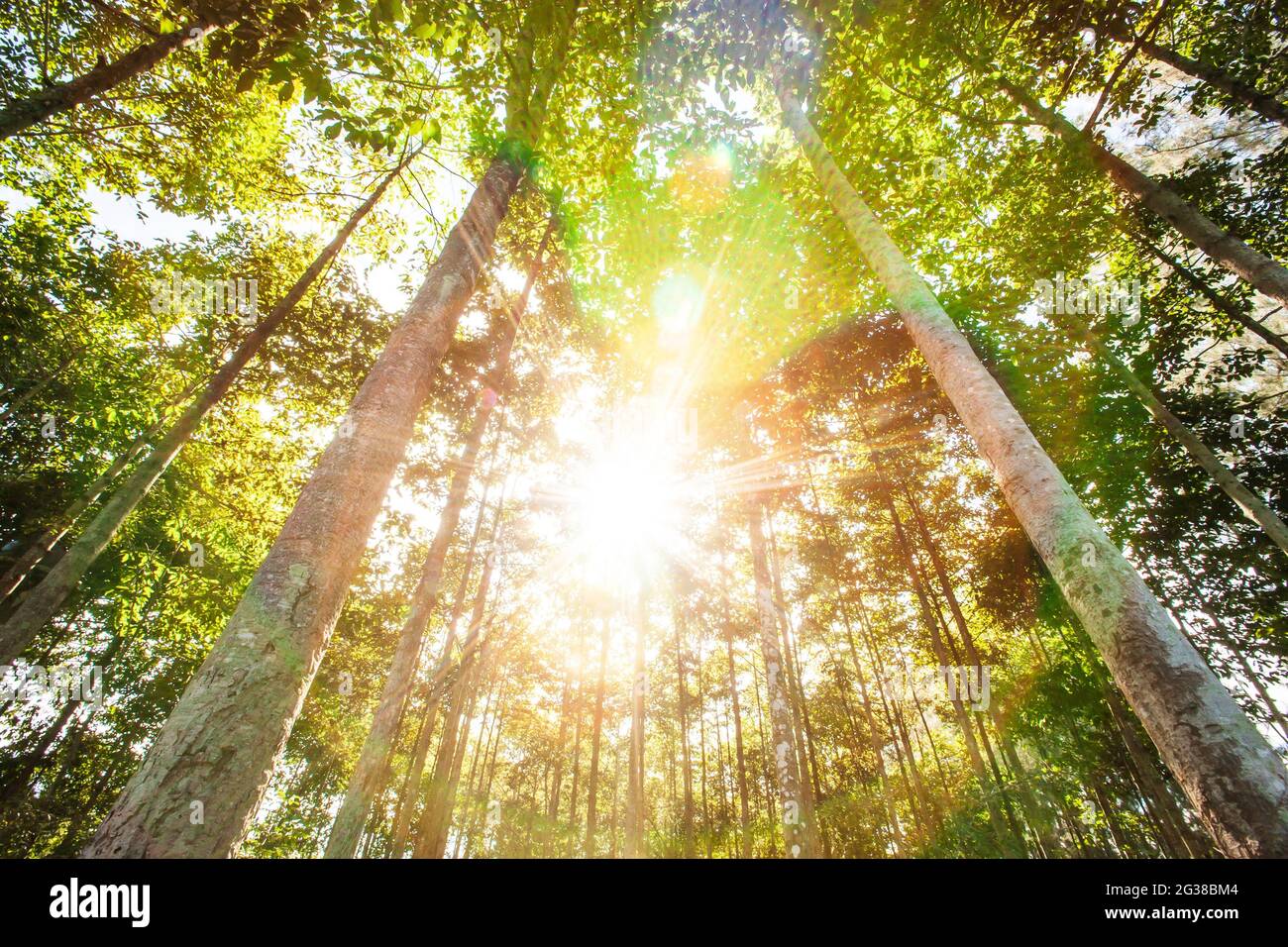Forestry plantation plantations hi-res stock photography and images - Alamy