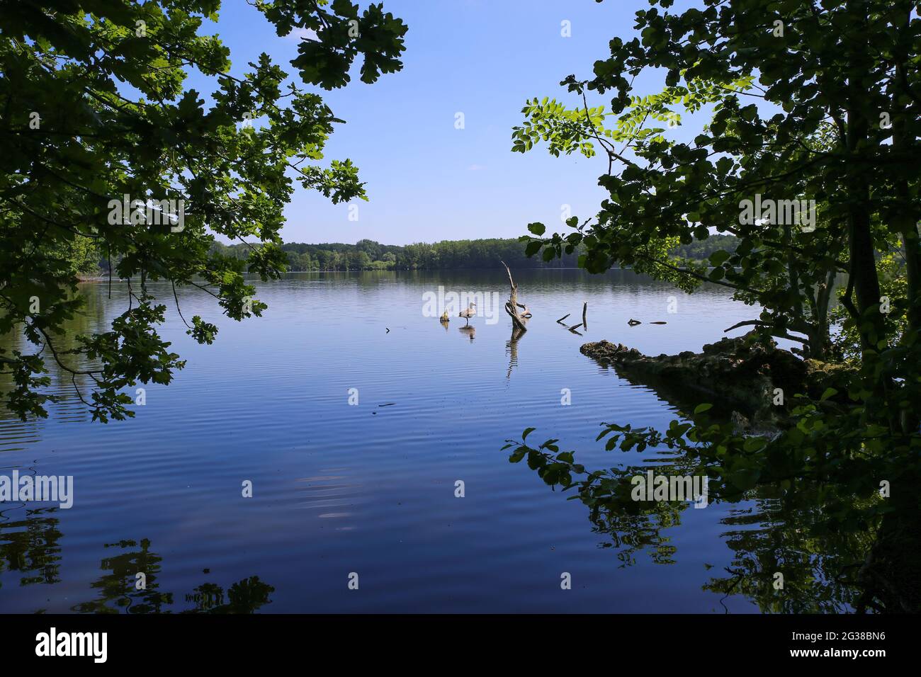 Scenic view on german lake with forest and tree roots in water in ...