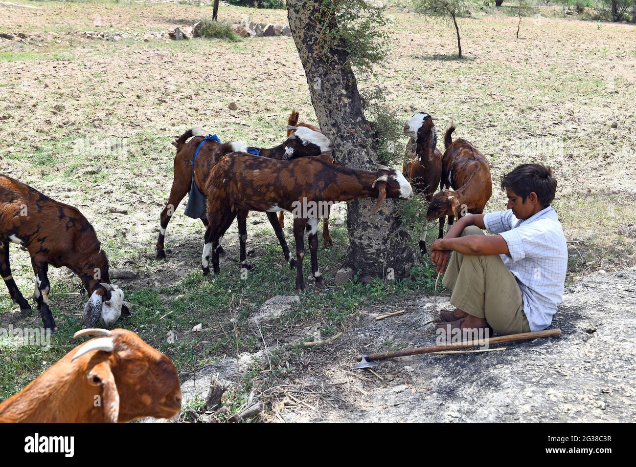 Beawar, Rajasthan, India, June 14, 2021: Rajasthani shepherd sitting ...