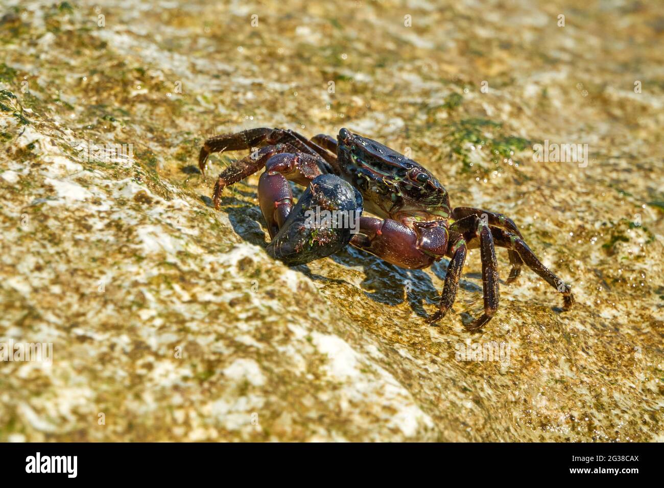 Marbled rock crab or Runner Crab (Pachygrapsus marmoratus (Fabricius ...