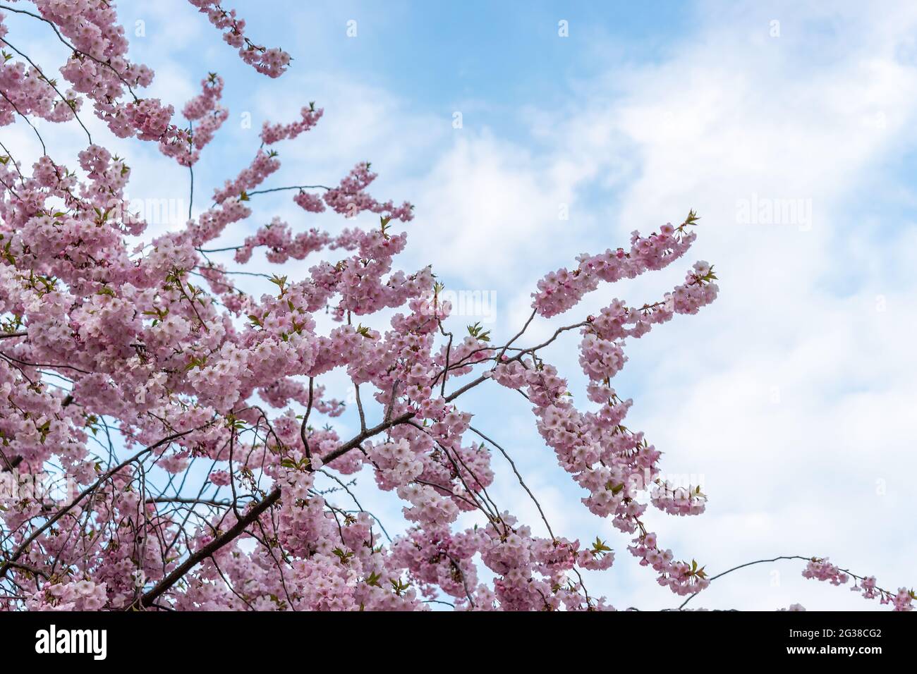 Beautiful spring cherry blossom tree. Shallow depth of field Stock ...