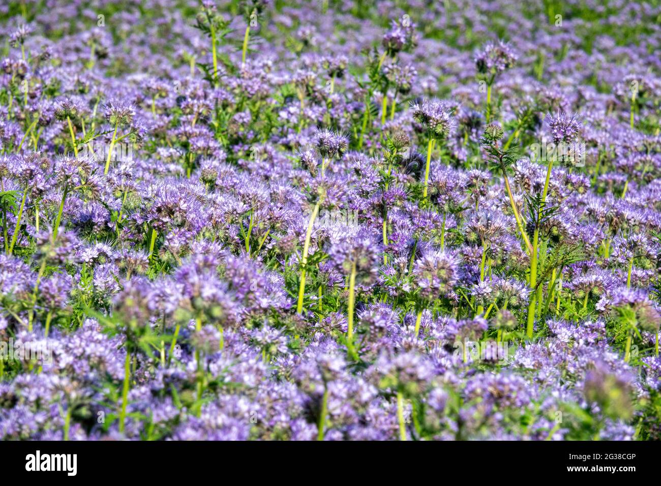 Flowers of the lacy phacelia, Phacelia tanacetifolia Stock Photo - Alamy
