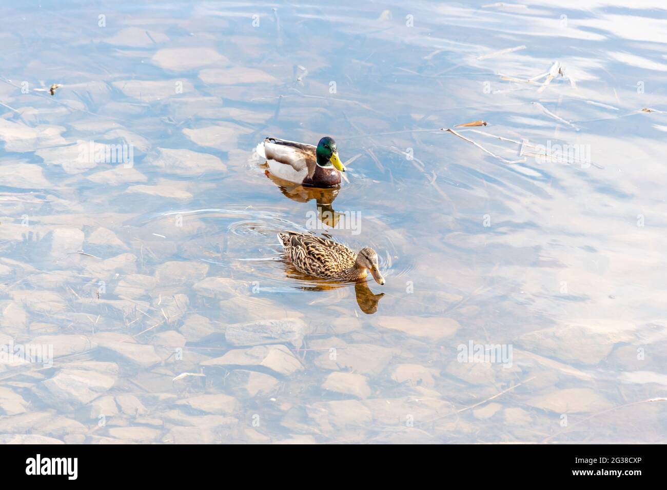 Two mallard duck swim hi-res stock photography and images - Alamy