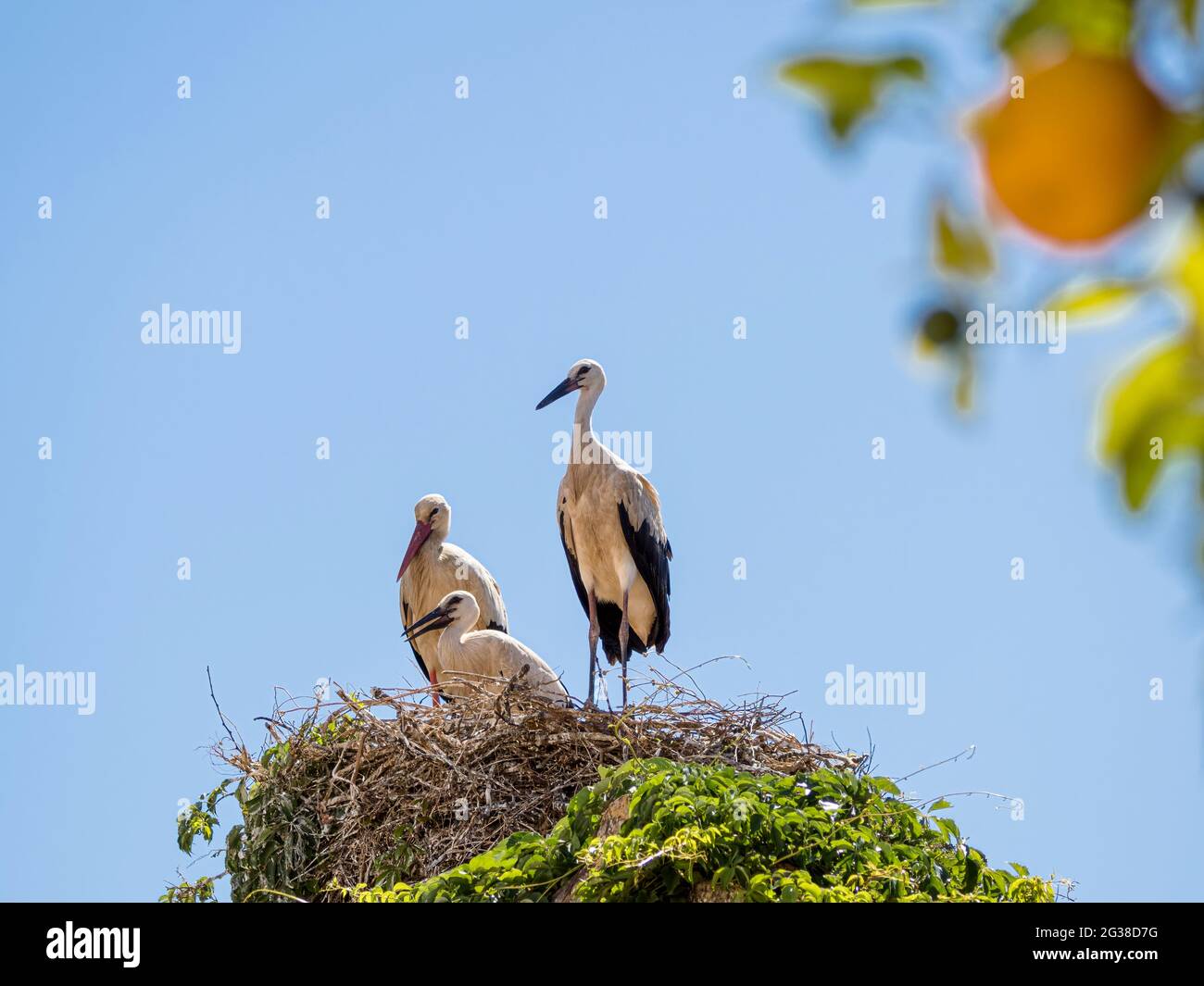 White storks nesting in the Portuguese town of Silves in the Algarve ...