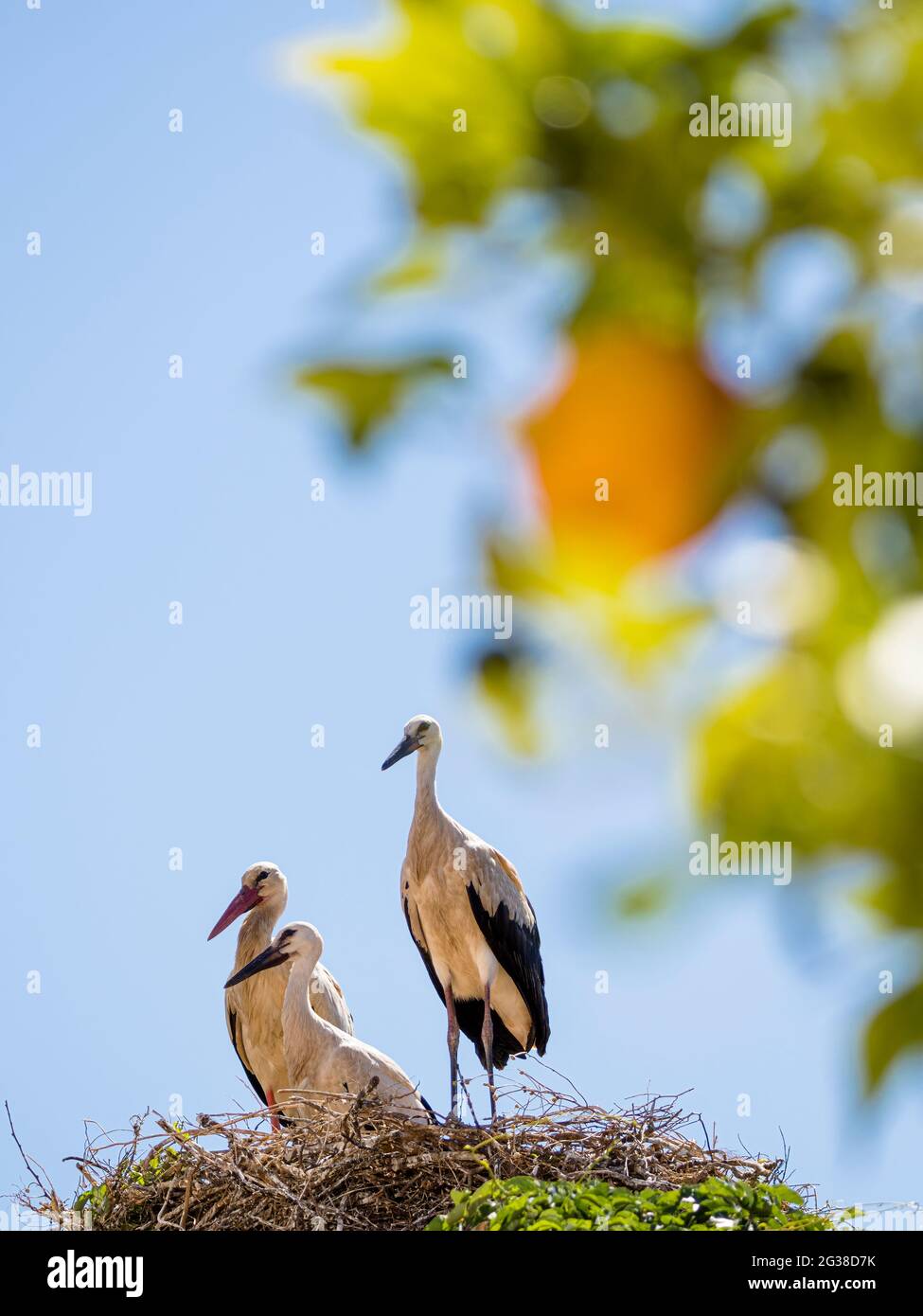 White storks nesting in the Portuguese town of Silves in the Algarve ...