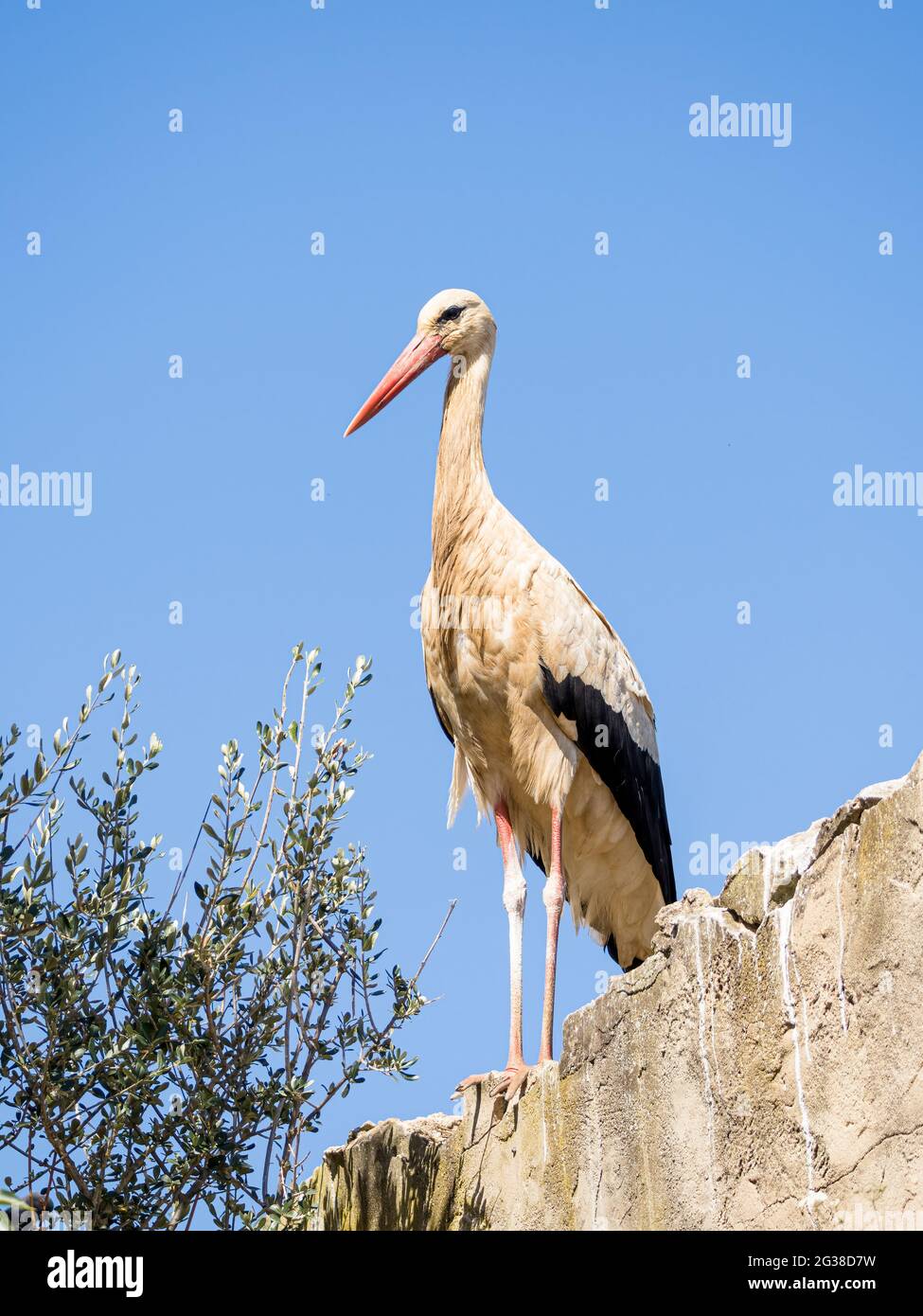 White storks nesting in the Portuguese town of Silves in the Algarve ...