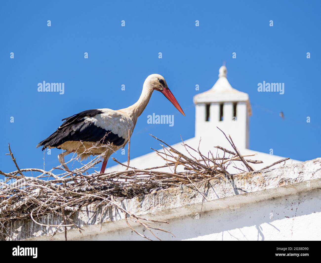 White storks nesting in the Portuguese town of Silves in the Algarve ...