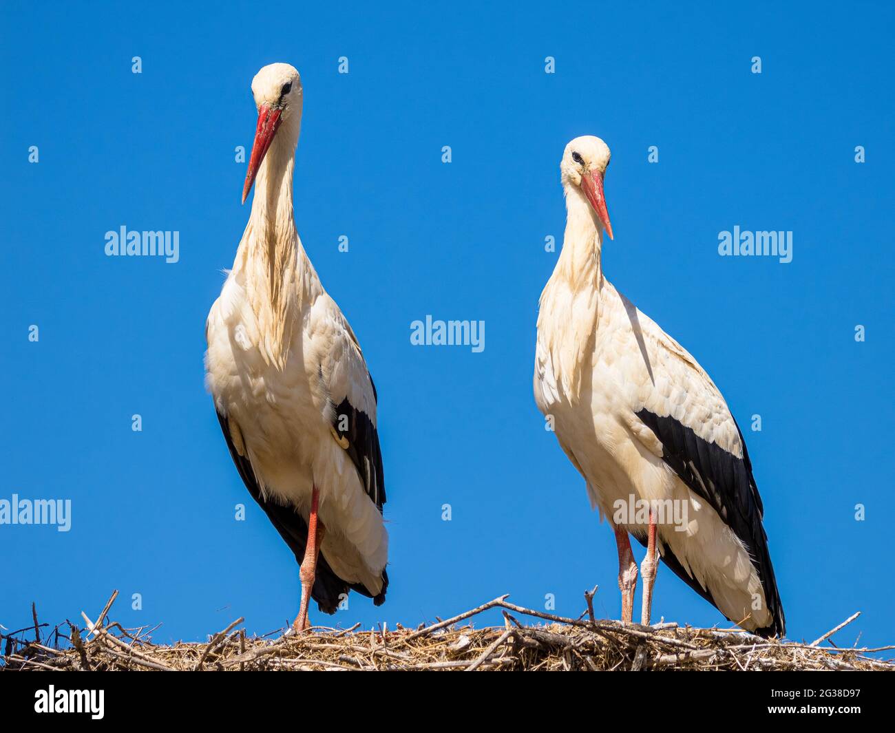 White storks nesting in the Portuguese town of Silves in the Algarve ...