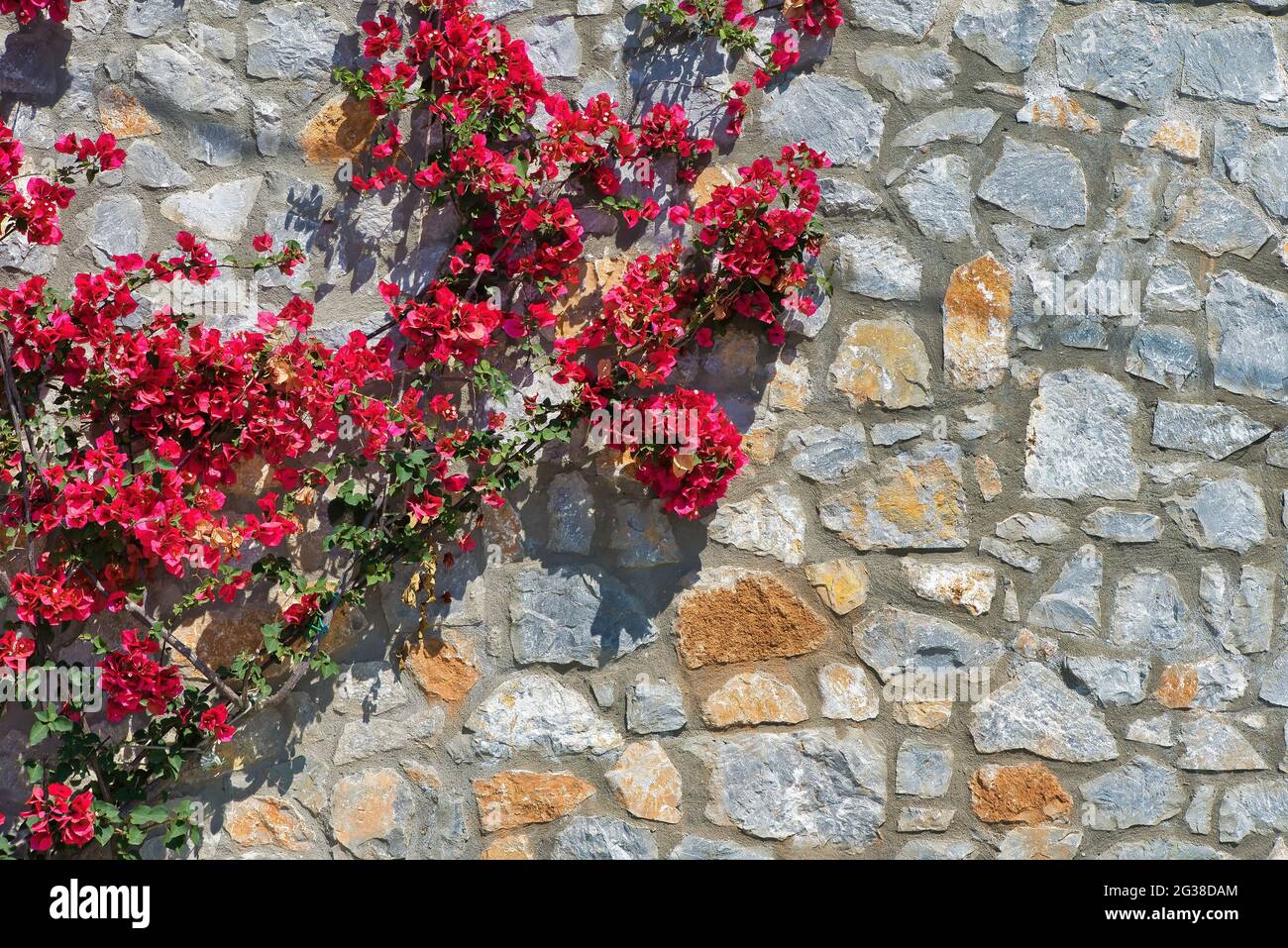 beautiful pink Bougainvillea flower tree over the stone wall Stock ...