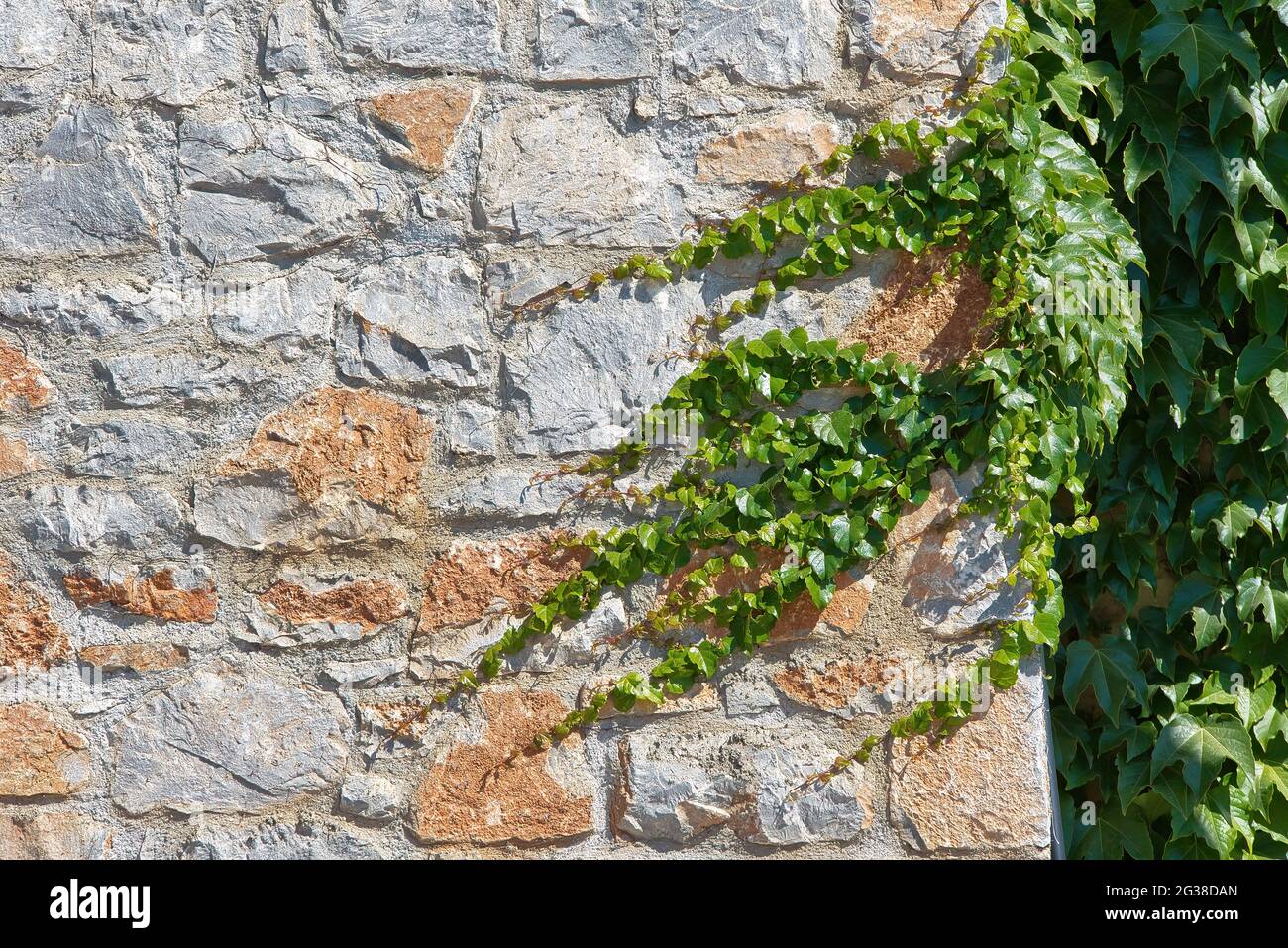 Ivy on the stone wall in the springtime.Background Stock Photo - Alamy