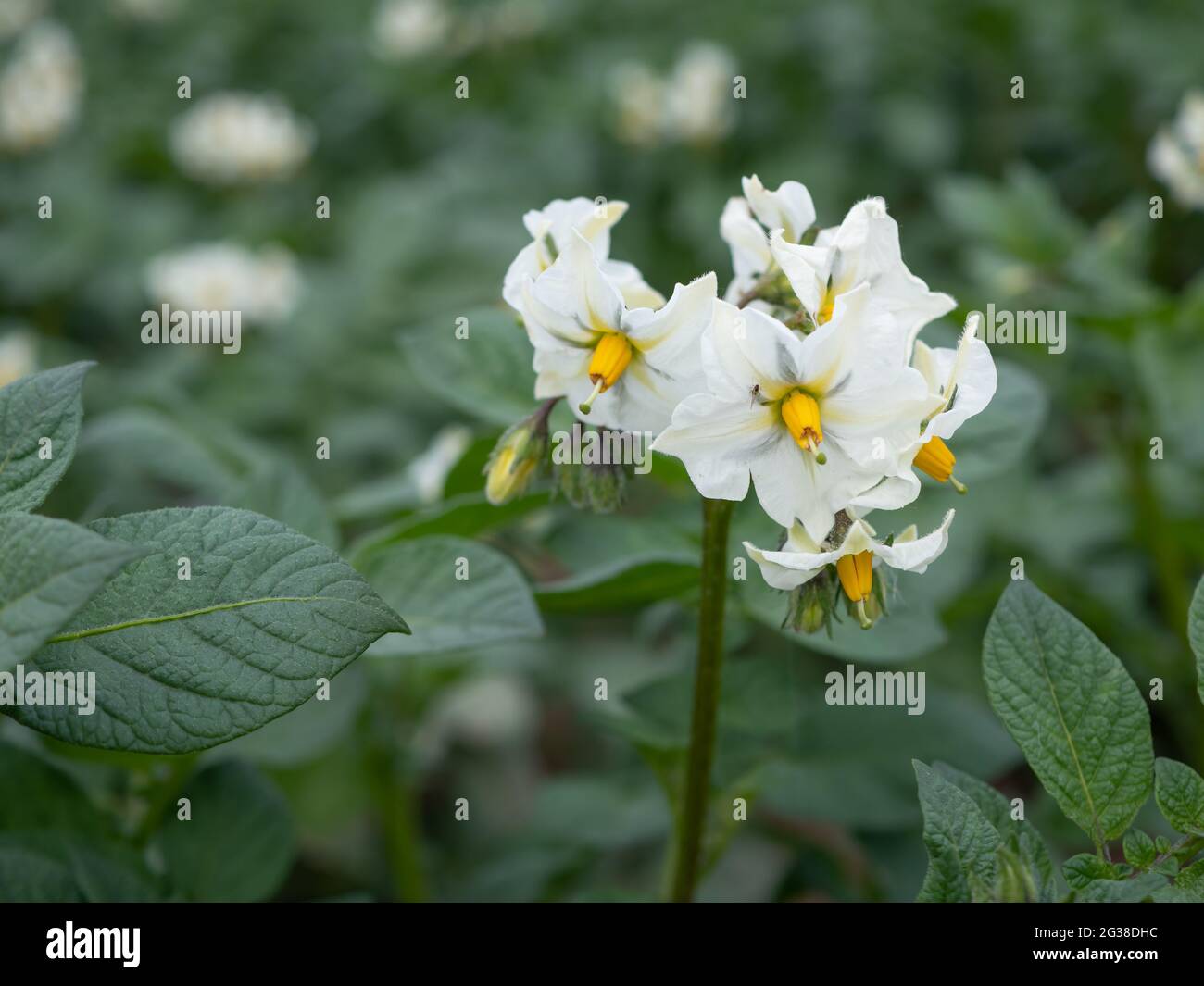Solanum tuberosum flower hi-res stock photography and images - Alamy