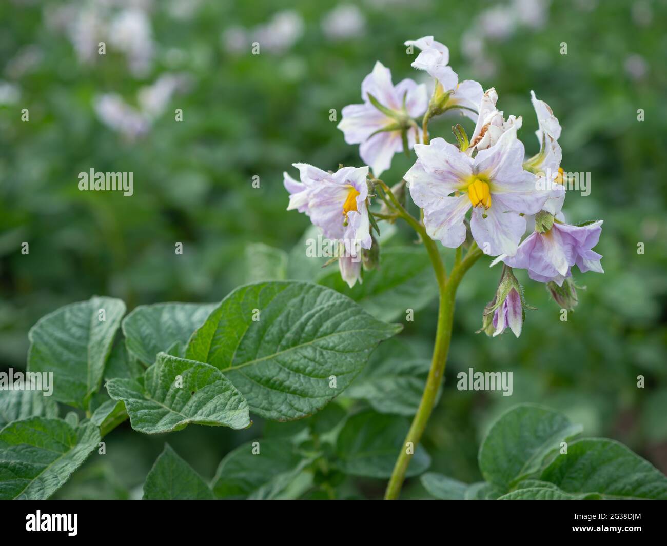 Solanum tuberosum flower hi-res stock photography and images - Alamy