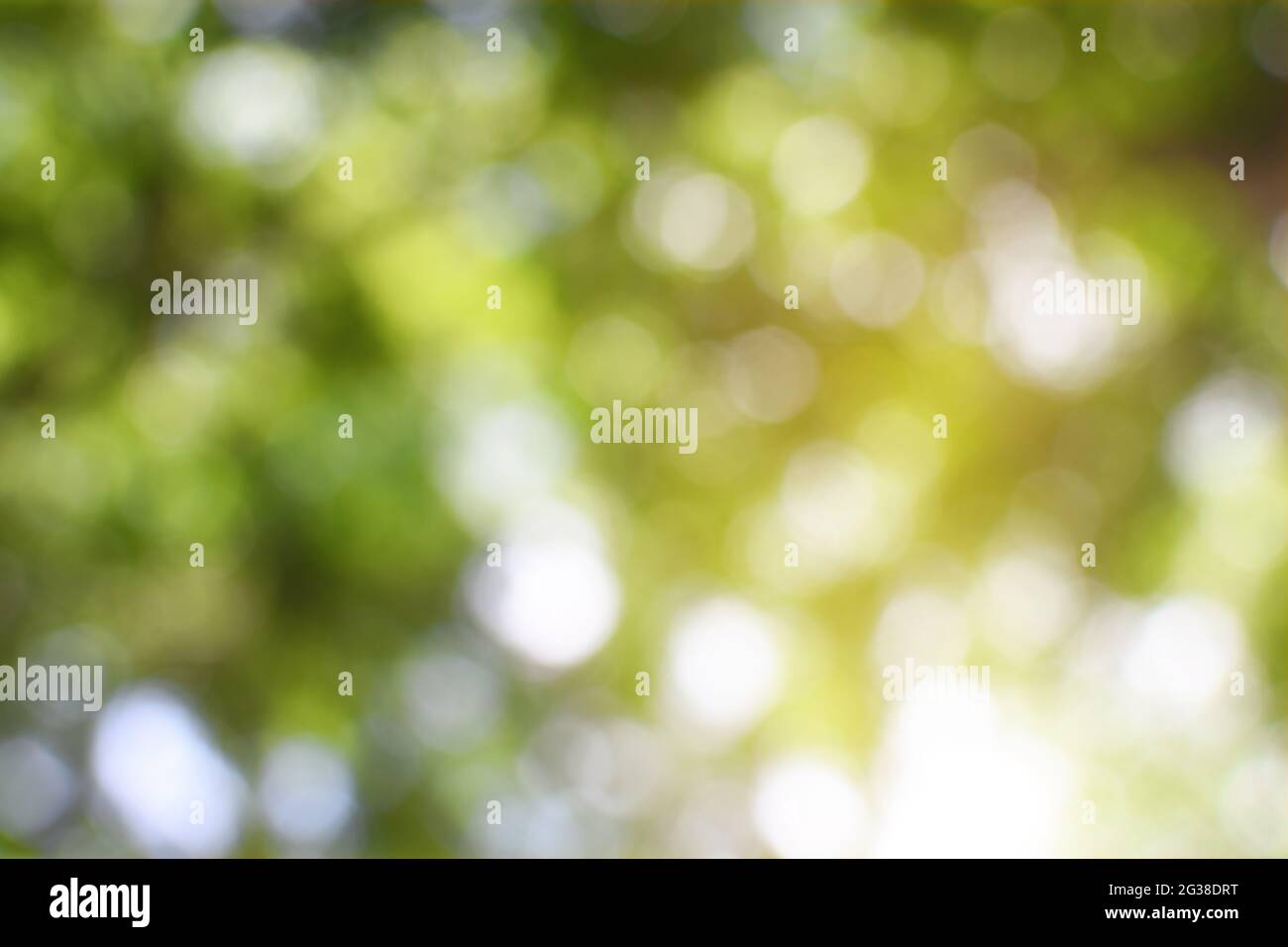 Defocus leaves green of the trees for background Stock Photo - Alamy