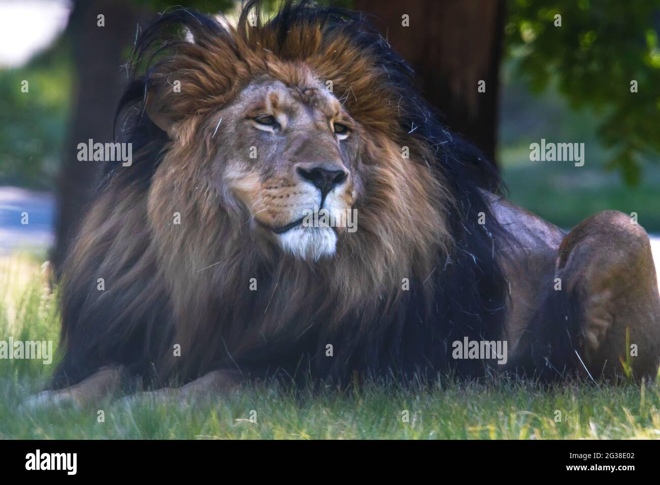 lion in wildlife reserve in Italy Stock Photo - Alamy