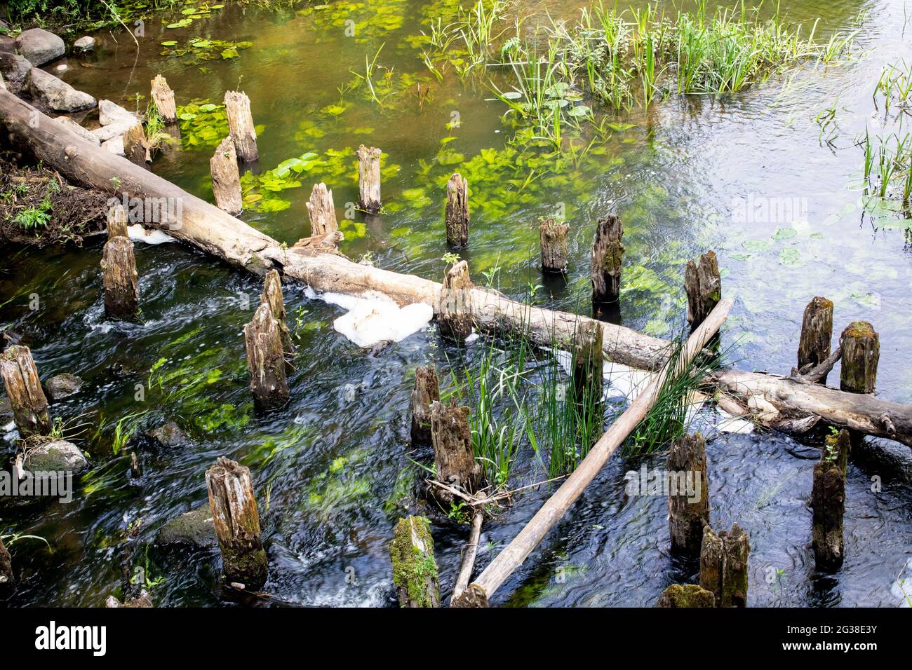 Old rotten stumps in the green water of the swamp Stock Photo - Alamy
