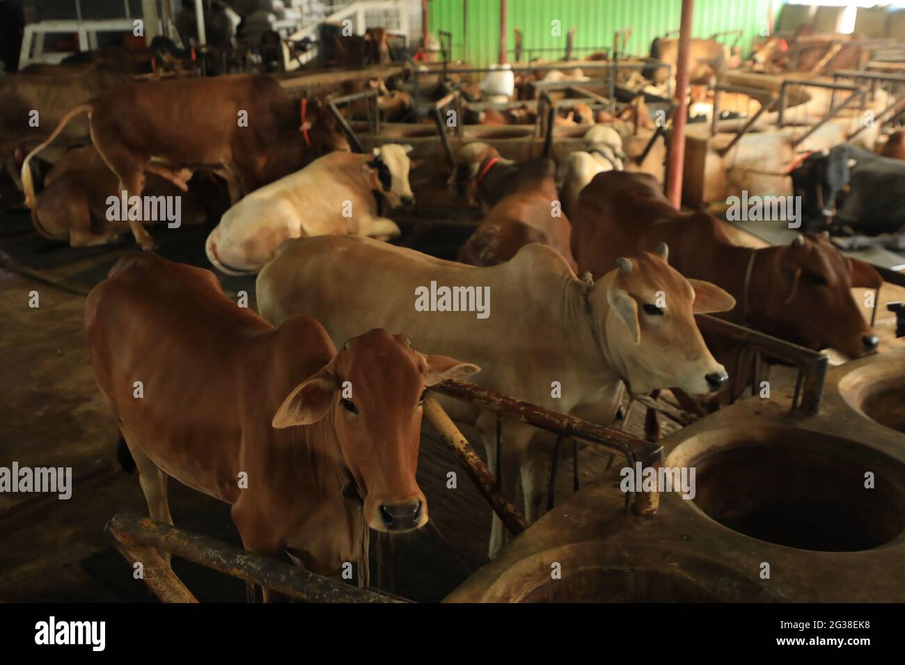 Dhaka, Bangladesh. 14th June, 2021. Meghdubi Agro Cattle farm as the ...